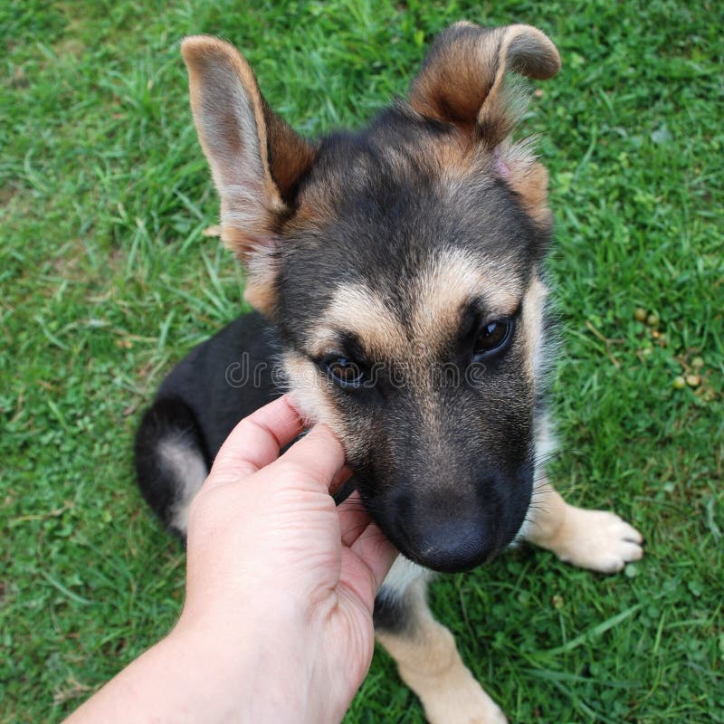 Cute Puppy, German Shepherd Dog Stock Photo - Image of grass, cute: 6400758