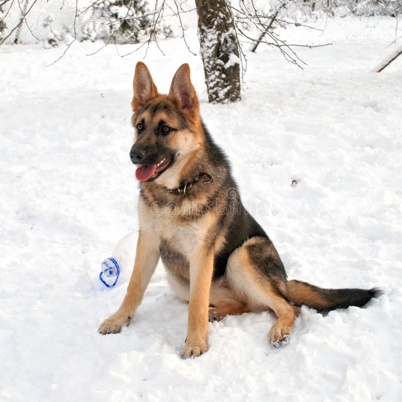 Cute Puppy, German Shepherd Dog Stock Photo - Image of shepherd ...