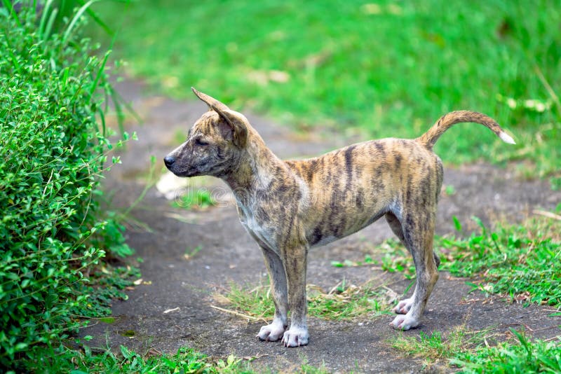 Cute Puppy of Indonesian Dog, Bali Stock Image - Image of hound, canine ...