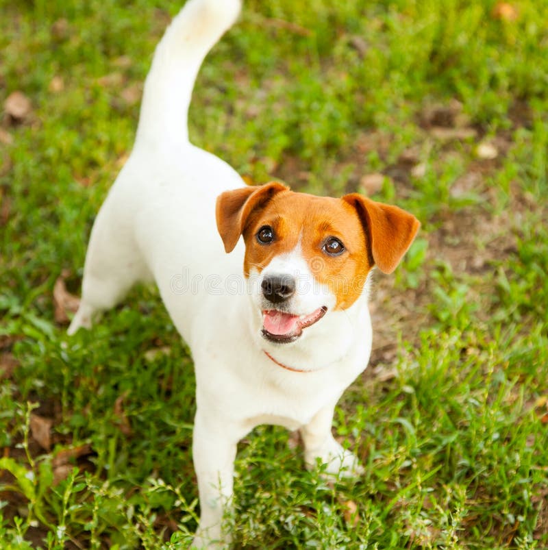 Cute Puppy Jack Russell on the Green Grass Stock Photo - Image of ...
