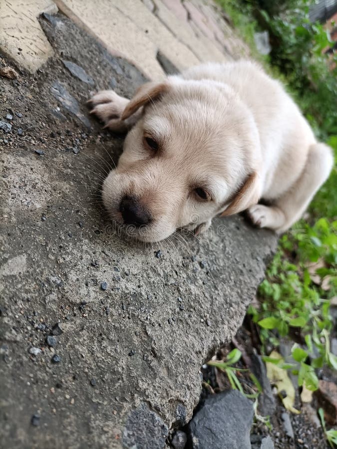 Cute Puppy Lab Cross Love Him Stock Photo - Image of cross, puppy ...