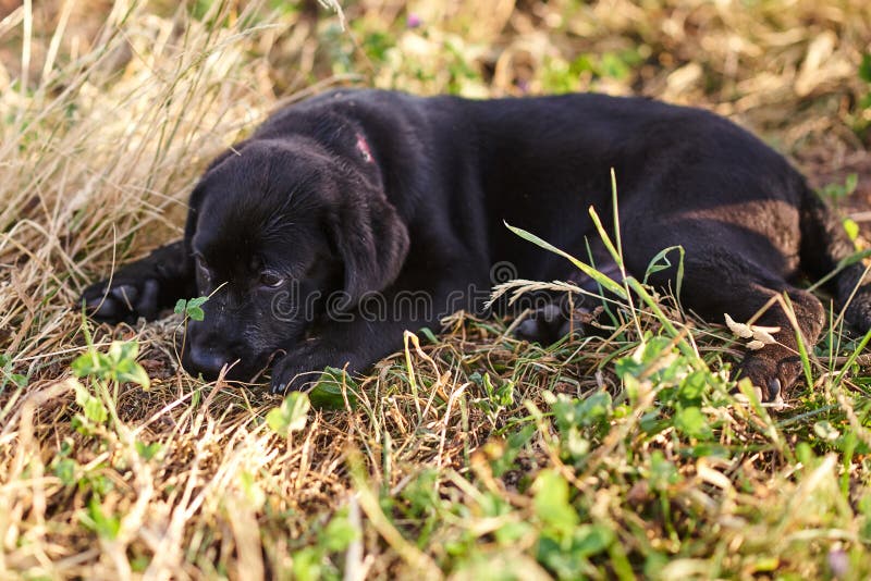 Black Labrador Lying Down Stock Photos - Download 389 Royalty Free Photos