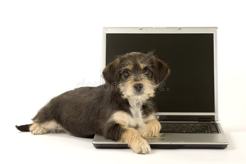 Savvy Dog Using a Computer Laptop Stock Image - Image of laptop ...