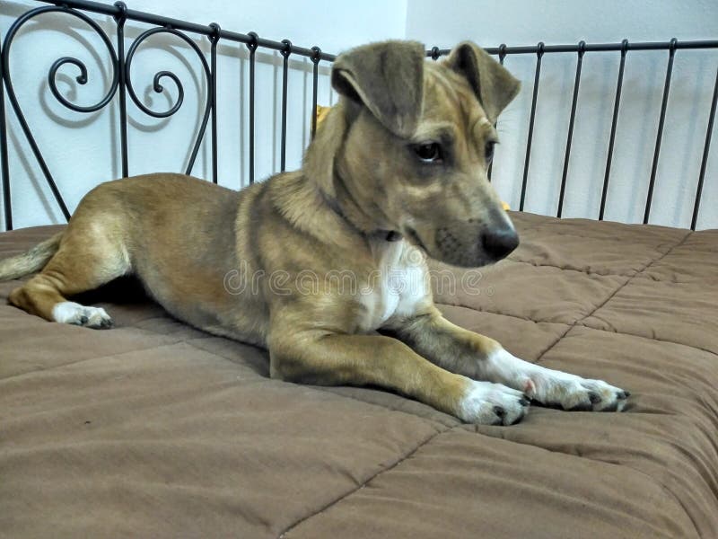 Cute Puppy Laying Down stock image. Image of puppy, ears - 89393191