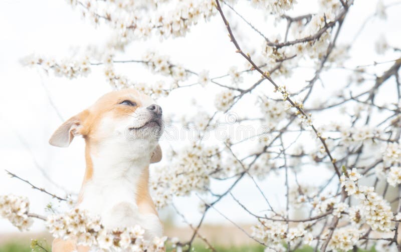 Cute Puppy Looks at a Flowering Tree with a Smile Stock Photo - Image ...