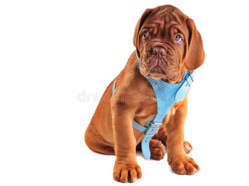 Cute Puppy of Mastiff stock image. Image of harness, action - 8547189