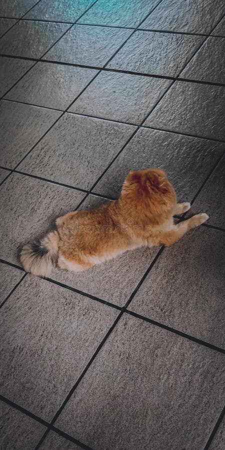 Cute Puppy Mini Pom Pomeranian Dog Stock Image - Image of cute, mini ...