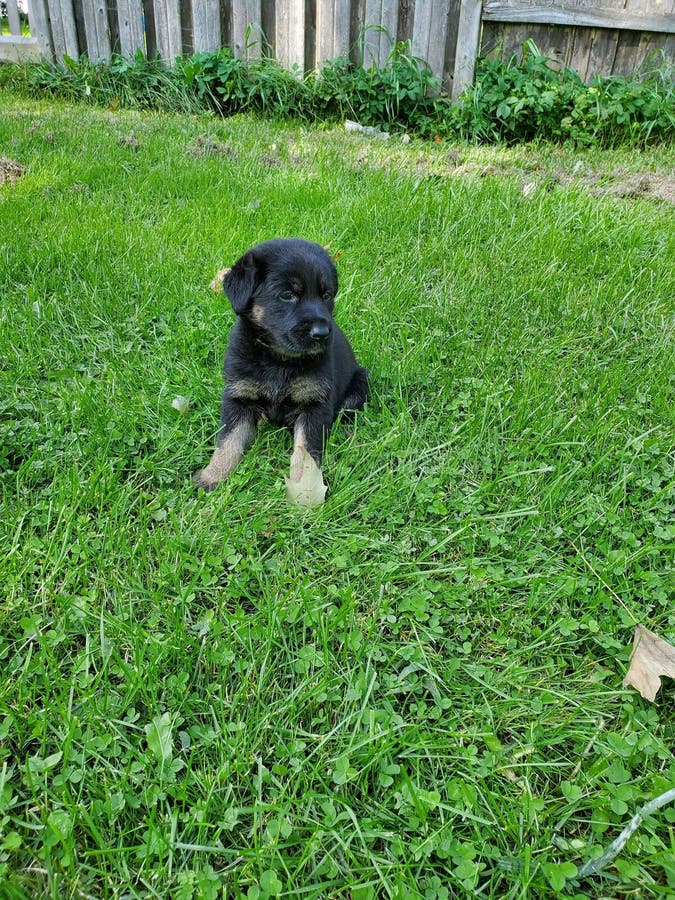 Cute Puppy Out Side Chilling Stock Photo - Image of cute, puppy: 206695674