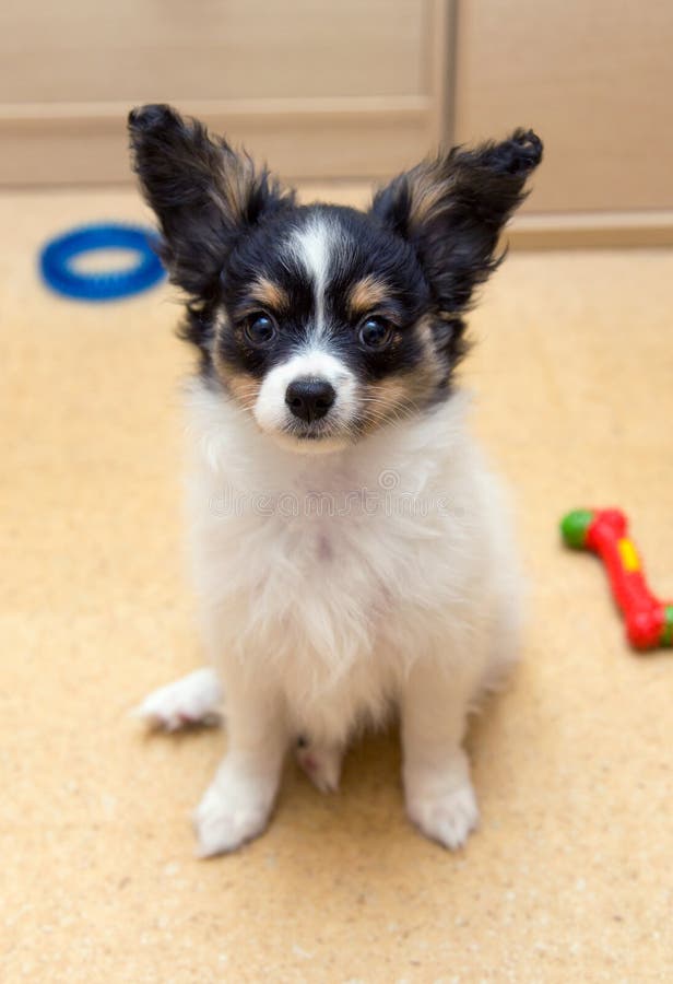 Cute Puppy Papillon Sitting Stock Image - Image of small, purebred ...
