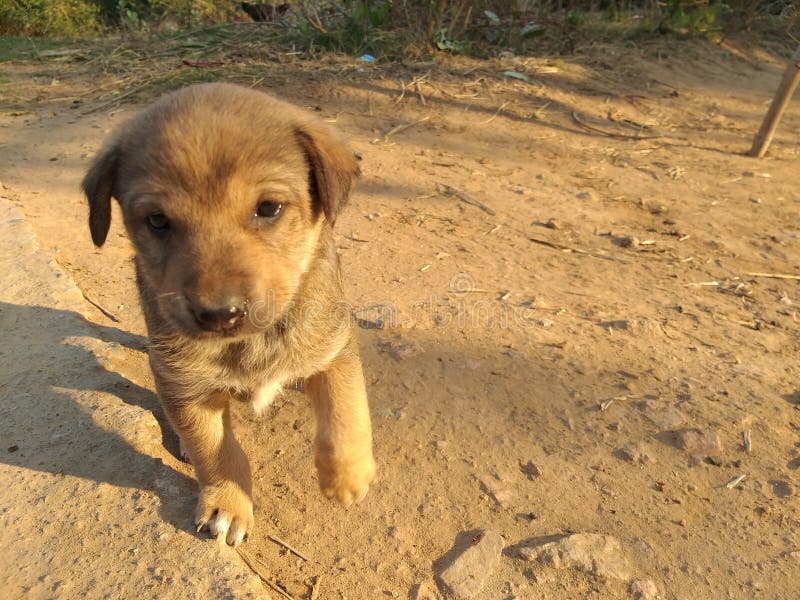 Cute puppy playing stock photo. Image of mammal, playing - 170980914