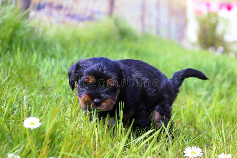 Cute puppy playing outside stock image. Image of dogie - 73304287