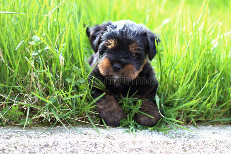 Cute puppy playing outside stock photo. Image of eyes - 73304426