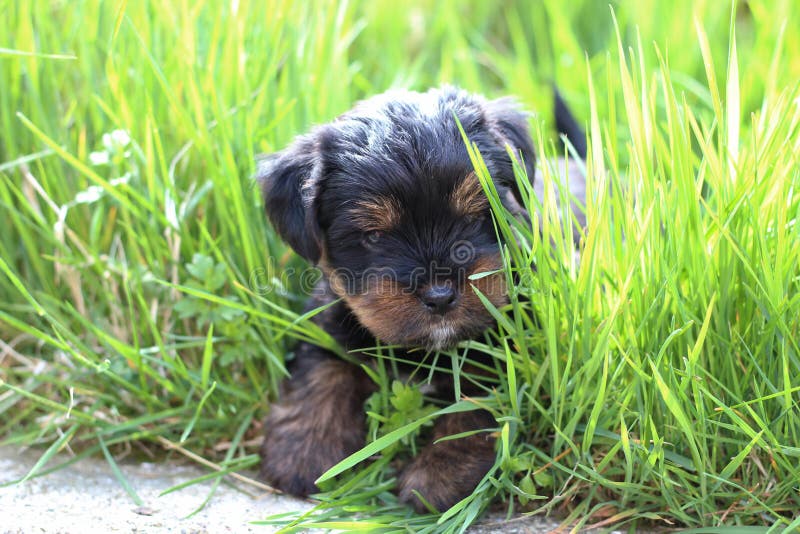 Cute puppy playing outside stock photo. Image of outside - 73304440