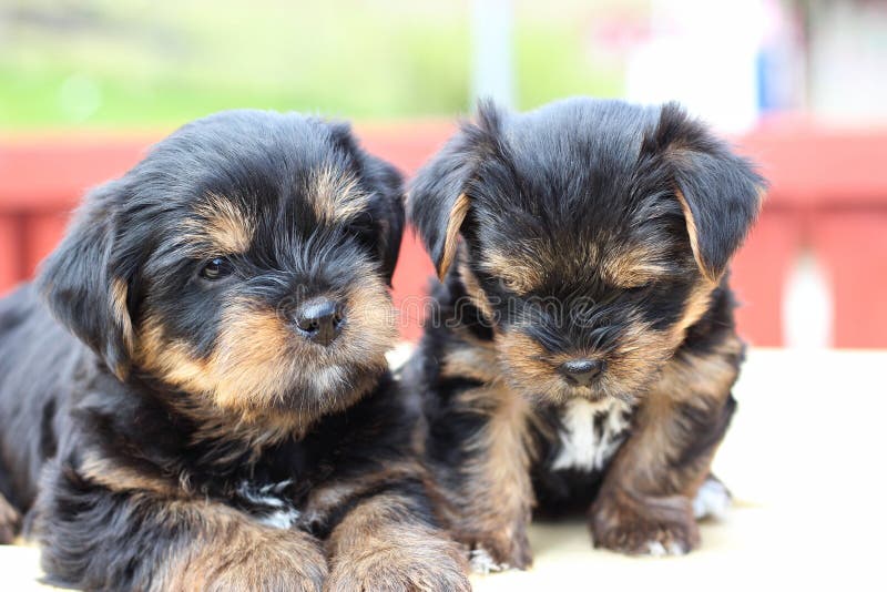 Cute puppy playing outside stock photo. Image of garden - 73304588