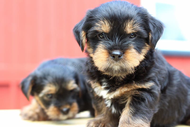 36,134 Cute Puppy Playing Outside Stock Photos - Free & Royalty-Free ...