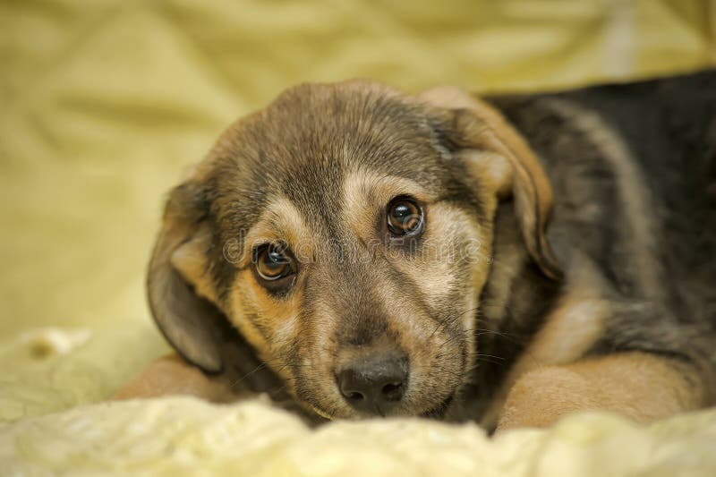Cute puppy pooch stock image. Image of canine, basket - 37895939