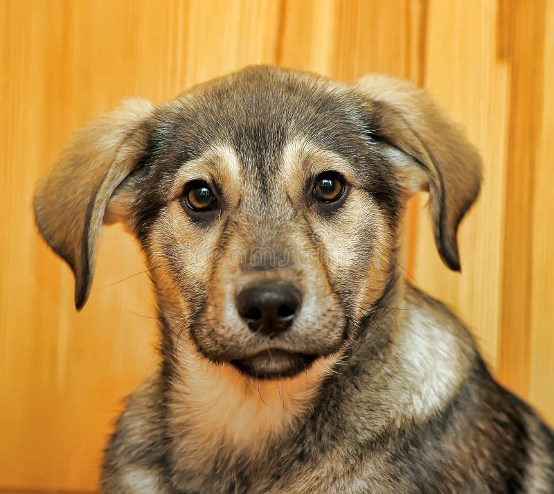Cute puppy pooch stock photo. Image of baby, alsatian - 37897124