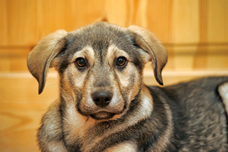 Cute puppy pooch stock photo. Image of color, doggie - 37897314