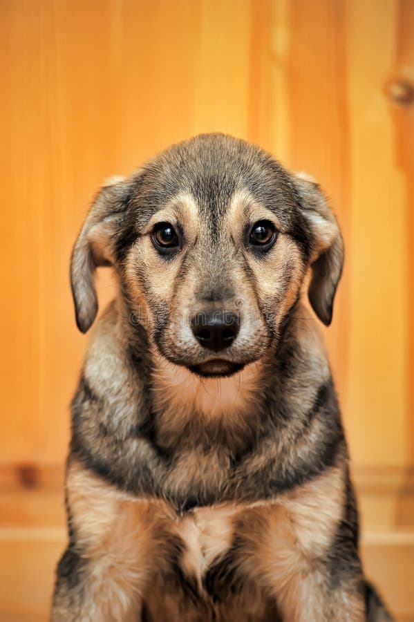 Cute puppy pooch stock photo. Image of alone, color, eyes - 37897920