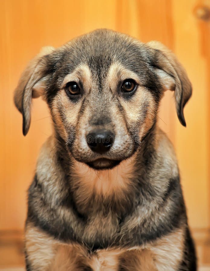 Cute puppy pooch stock image. Image of baby, animal, adorable - 37898113