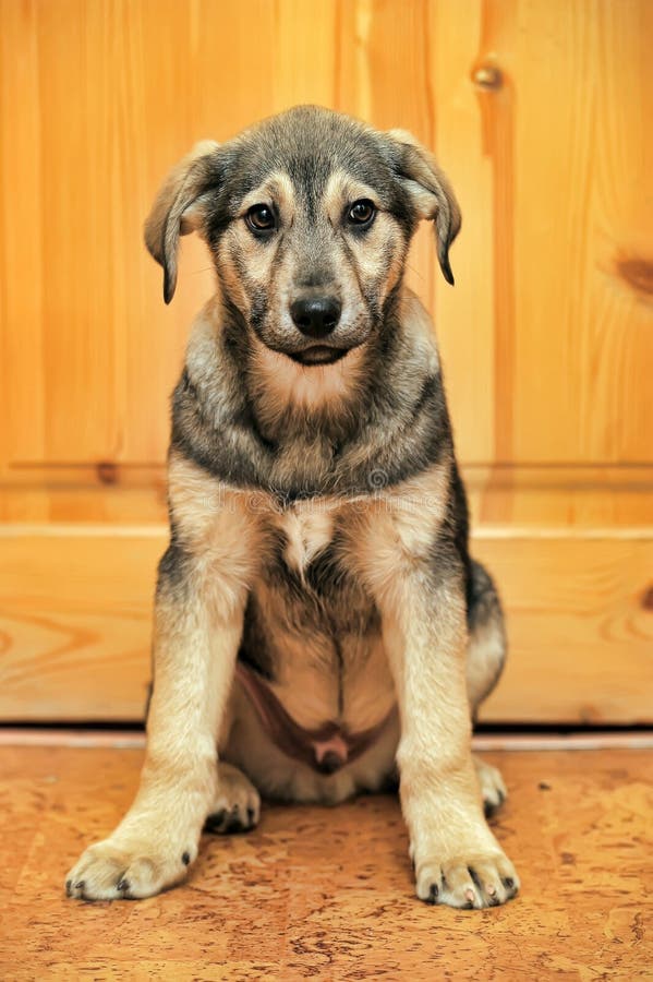 Cute puppy pooch stock photo. Image of cute, black, adorable - 37898202