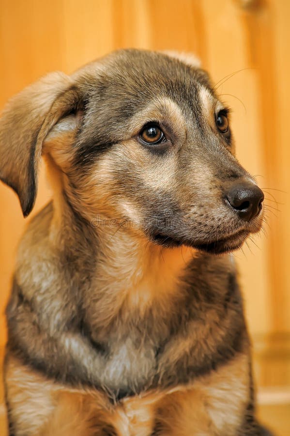 Cute puppy pooch stock photo. Image of eyes, brown, alert - 37898612
