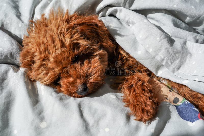 Cute Puppy Poodle Dog in Bed Stock Image - Image of adorable, puppy ...