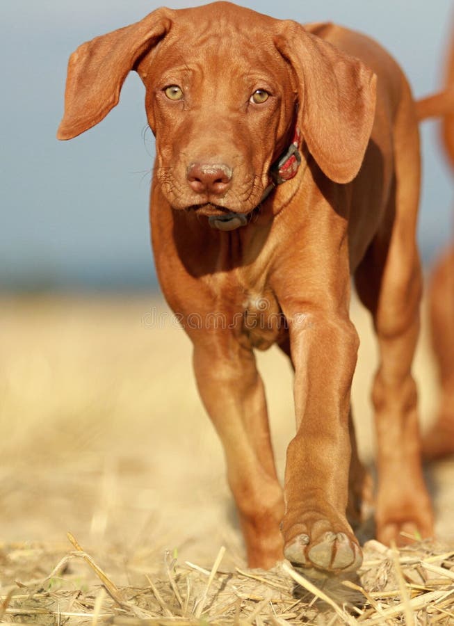 Liver Nose Rhodesian Ridgeback Puppy Stock Photos - Free & Royalty-Free ...