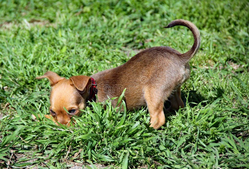 Cute Puppy in pounce mode stock photo. Image of grass - 228684756