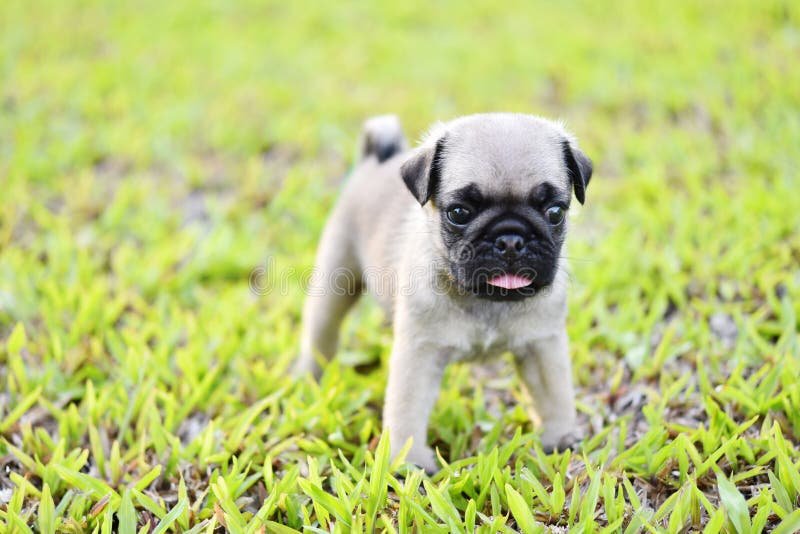 Cute Puppy Pug in Green Lawn Stock Photo - Image of baby, pets: 157211384