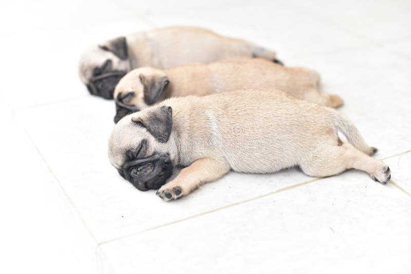 Cute puppy Pug sleeping stock photo. Image of development - 182732634