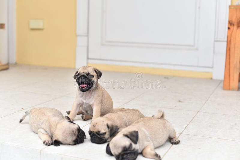 Sleeping puppy Pug stock photo. Image of bowl, little - 158079110