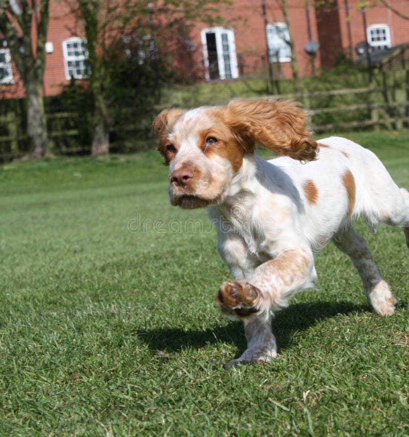 Wind Blown Dog Stock Photos - Free & Royalty-Free Stock Photos from ...