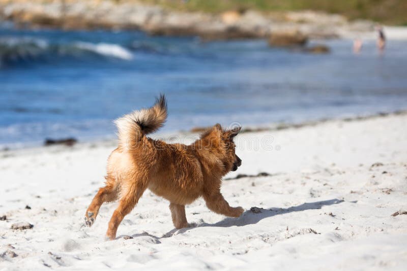Cute Puppy Runs Frolic Along the Beach Stock Photo - Image of walk ...