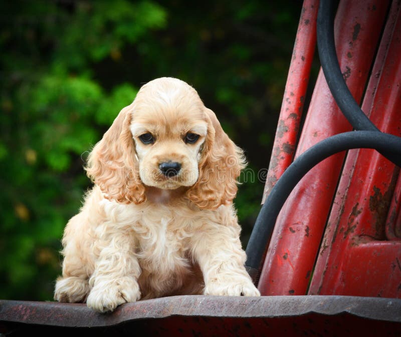 Cute puppy stock image. Image of cocker, laying, young - 56623445