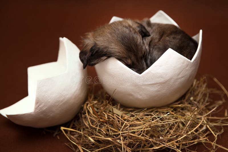 Cute Puppy Sleeping in the Egg Stock Image - Image of friendship, eggs ...