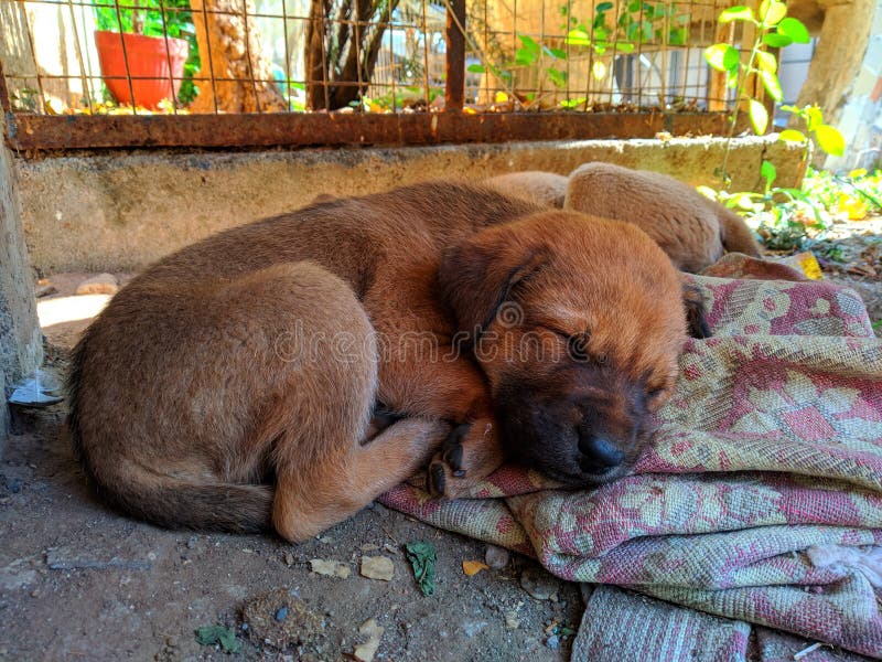 A Cute Puppy Sleeping Under a Bench Stock Image - Image of bench, cute ...