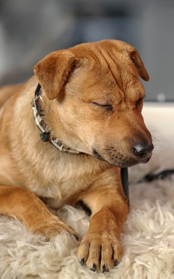 Steekbaard Stock Photos - Free & Royalty-Free Stock Photos from Dreamstime