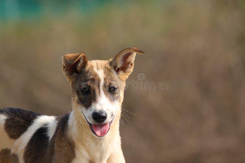 Cute little dog stock image. Image of little, cute, smile - 101679261