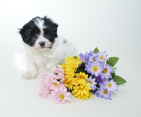 Cute Puppy with Spring Flowers Stock Photo - Image of young, cute: 18431760