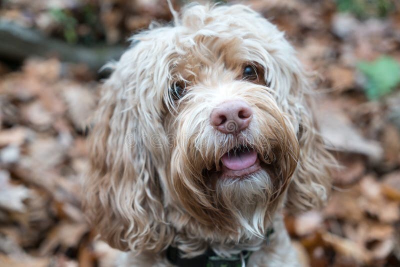 Cute Puppy Surrounded by Fall Leaves Stock Photo - Image of cockapoo ...