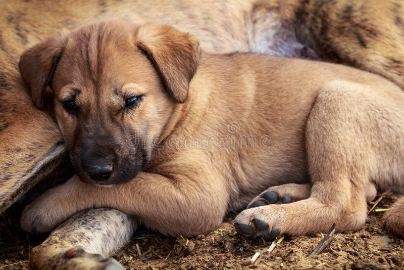 Cute puppy taking rest stock image. Image of affection - 77626463