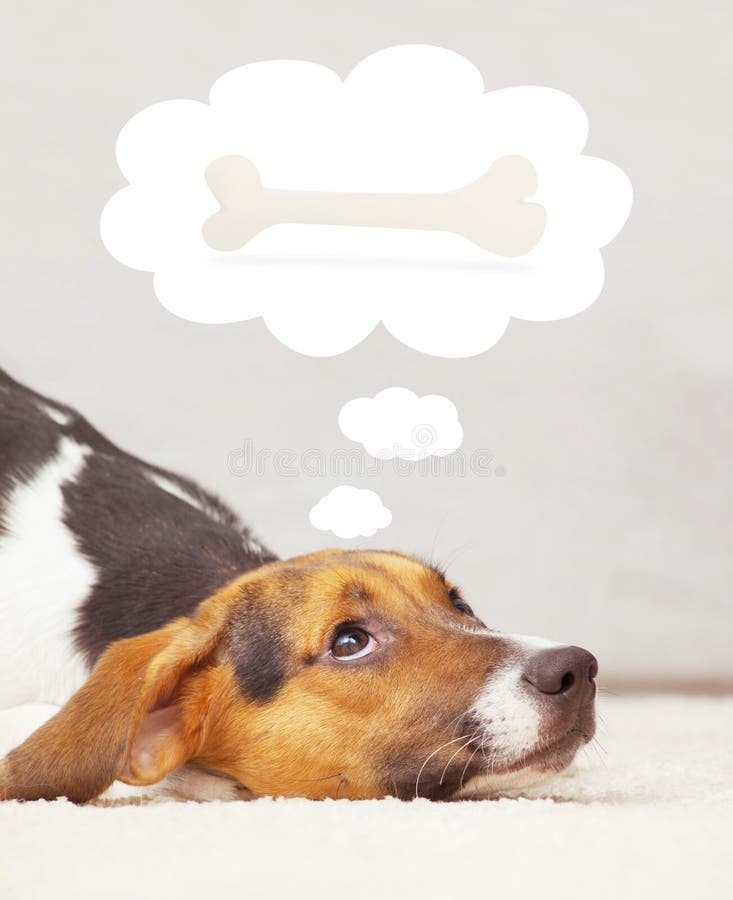 166 Dog Thinking Bone Stock Photos - Free & Royalty-Free Stock Photos ...