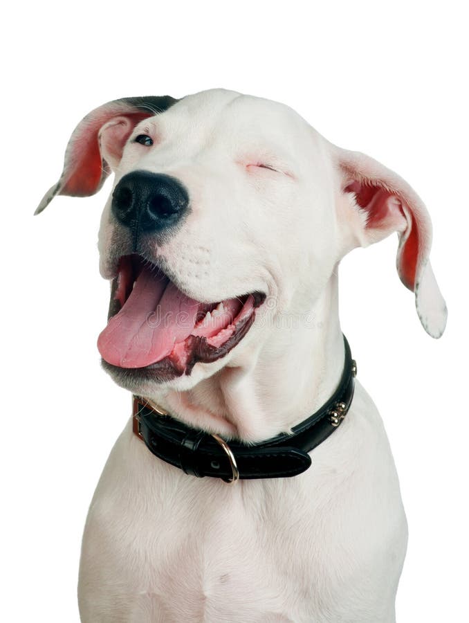Winking puppy dog stock photo. Image of pets, puppy, adorable - 17281108