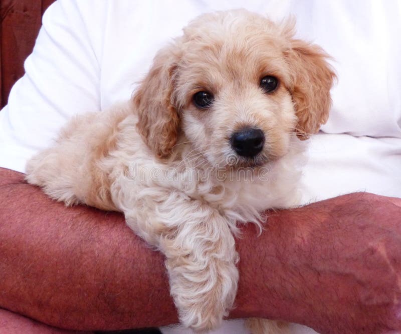 Cute puppy stock photo. Image of crossbreed, held, golden - 190637880