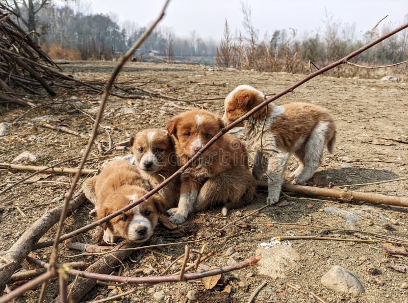 Cute Pups Having Some Good Time. Stock Photo - Image of time, pups ...