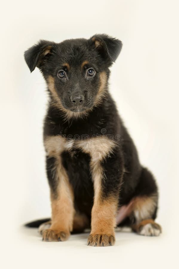 Cute purebred puppy stock photo. Image of close, alsatian - 27792180