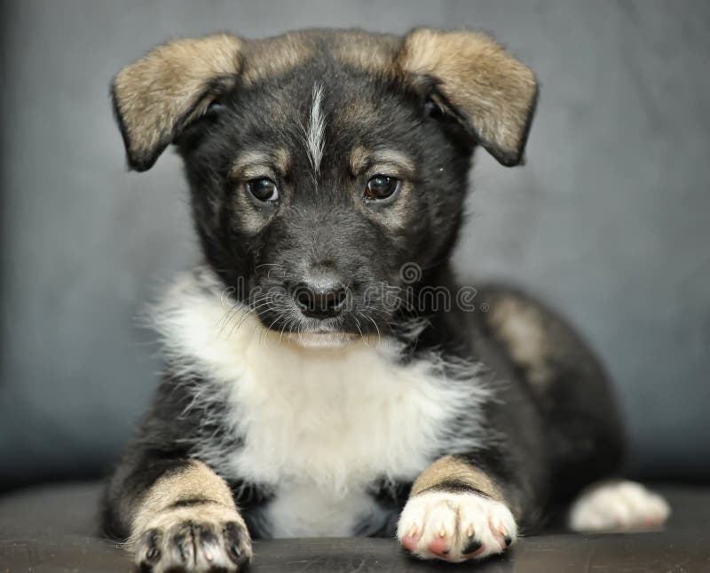 Cute purebred puppy stock photo. Image of bouvier, german - 28096848