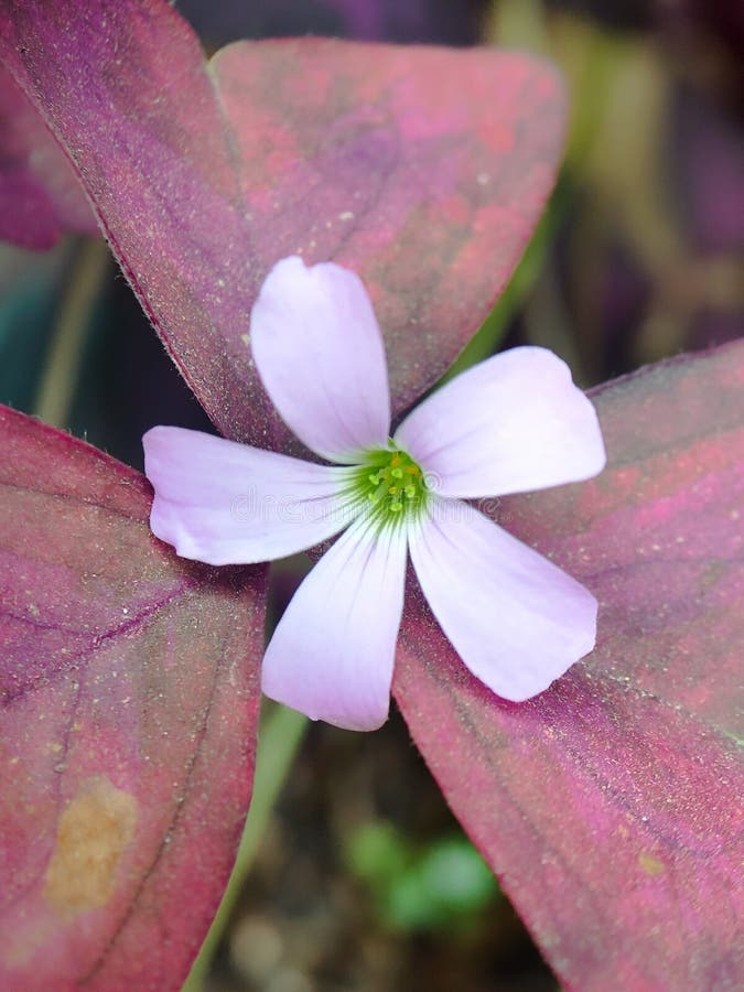 Cute Purple Flower Known As Oxalis Triangularis Stock Photo - Image of ...