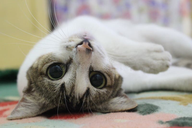 Cute Puss stock photo. Image of white, acting, cute, home - 53985846